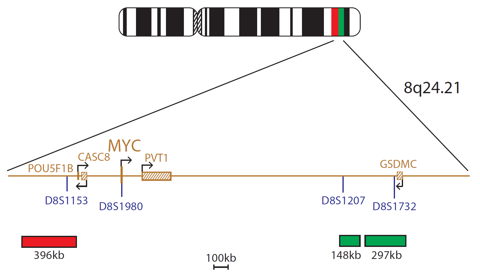 CytoCell MYC Breakapart FISH Probe | OGT