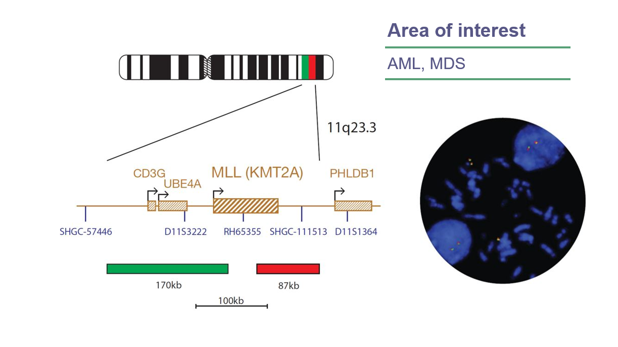 CytoCell fluorescence in situ hybridization (FISH) | OGT