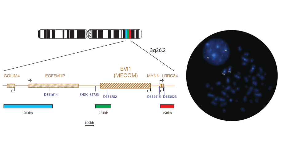 CytoCell fluorescence in situ hybridization (FISH) | OGT