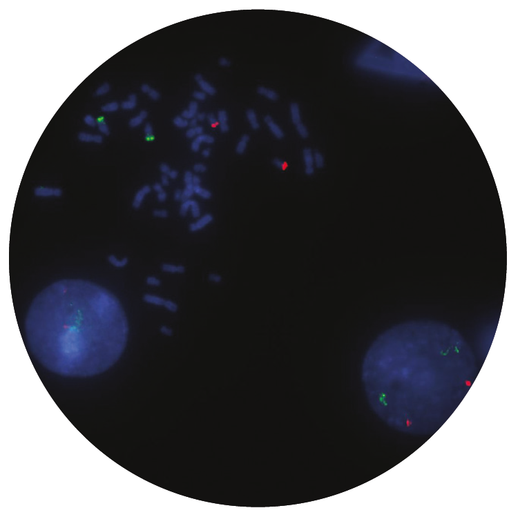 CytoCell Alpha Satellite 12 Plus for CLL FISH Probe | OGT