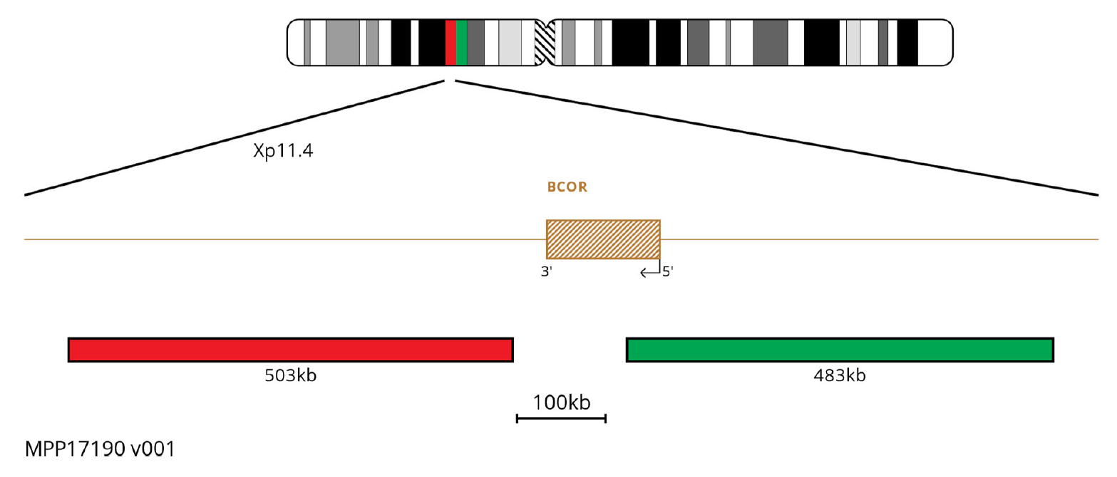 myProbes BCOR Breakapart FISH Probe | OGT