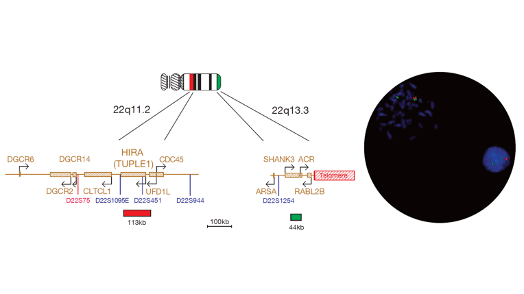 CytoCell fluorescence in situ hybridization (FISH) | OGT
