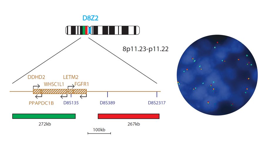 CytoCell fluorescence in situ hybridization (FISH) | OGT
