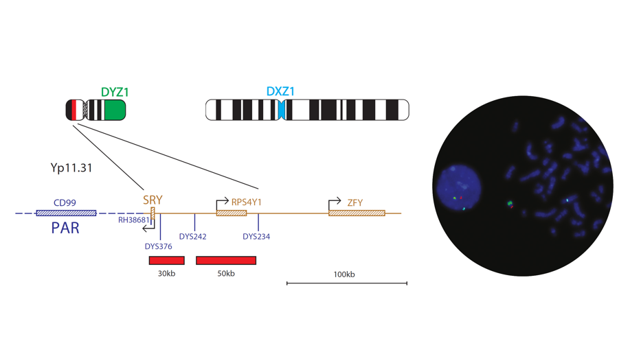 CytoCell fluorescence in situ hybridisation (FISH) | OGT