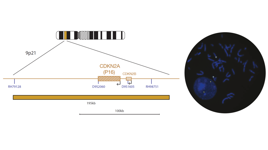 CytoCell fluorescence in situ hybridization (FISH) | OGT