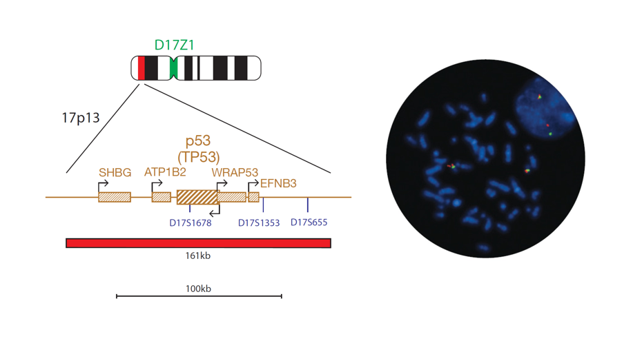 CytoCell fluorescence in situ hybridization (FISH) | OGT