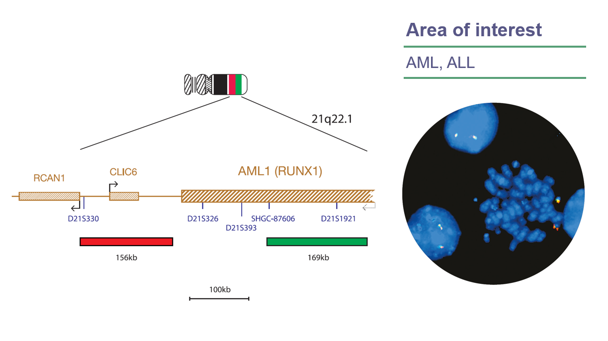 CytoCell AML1 (RUNX1) Breakapart FISH Probe | OGT