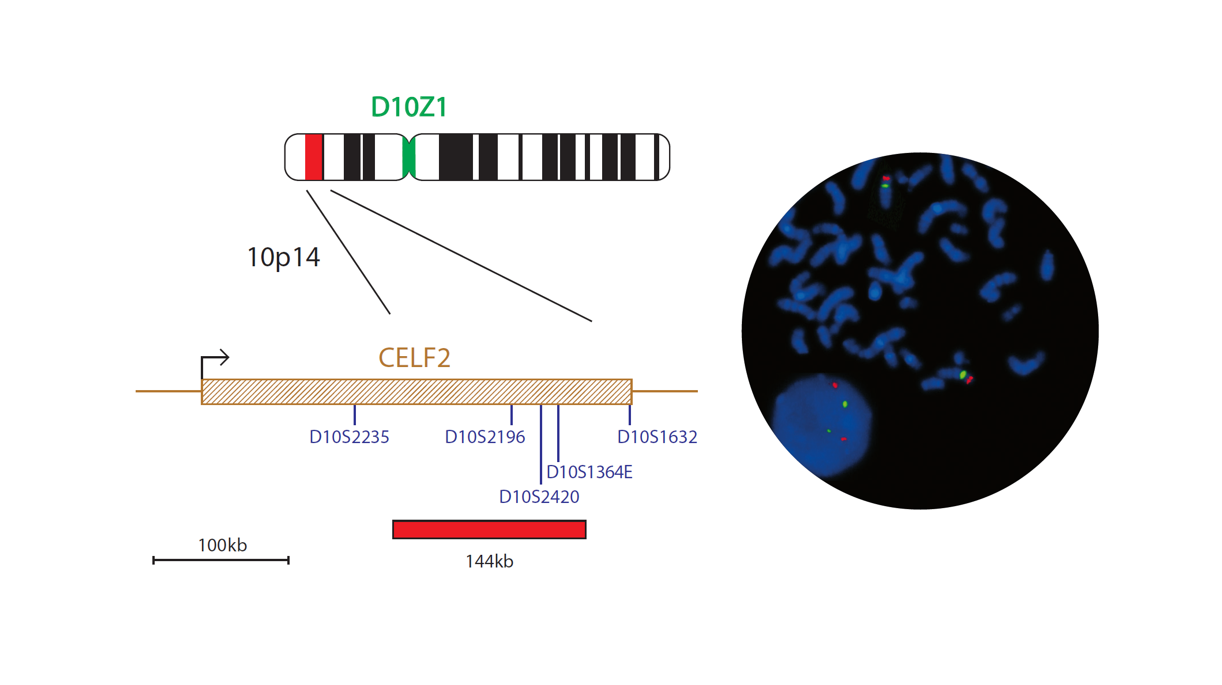 CytoCell fluorescence in situ hybridization (FISH) | OGT