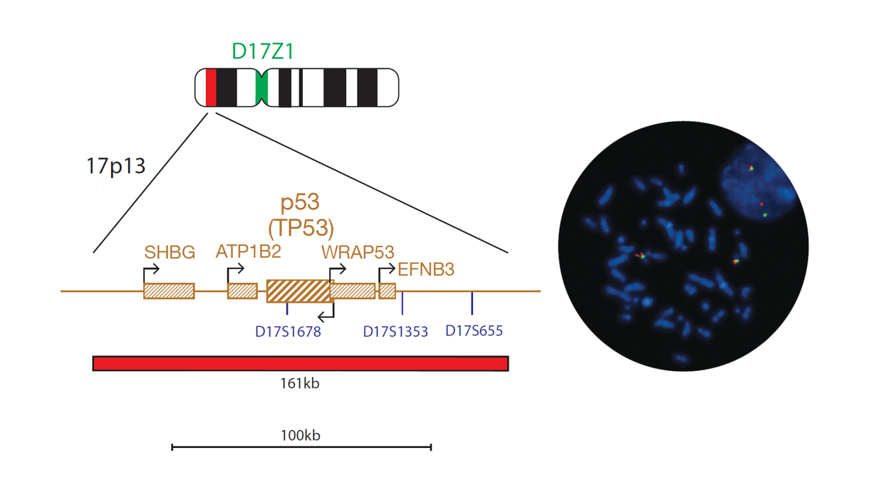 CytoCell fluorescence in situ hybridization (FISH) | OGT