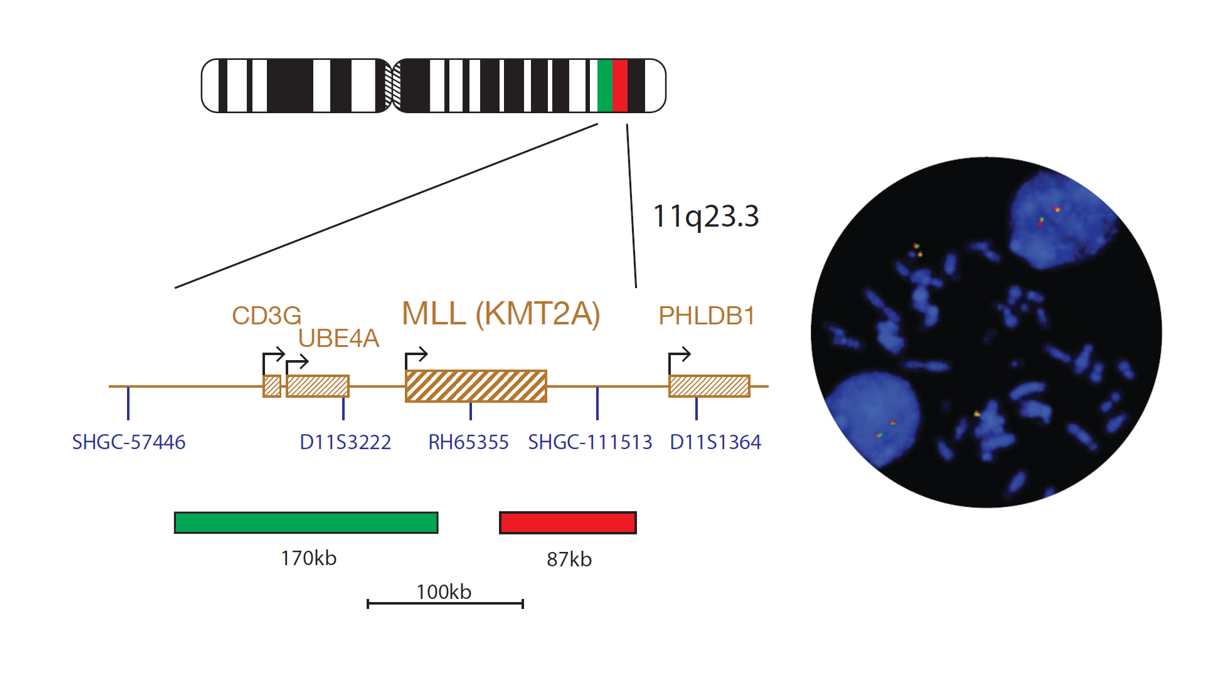 CytoCell fluorescence in situ hybridization (FISH) | OGT