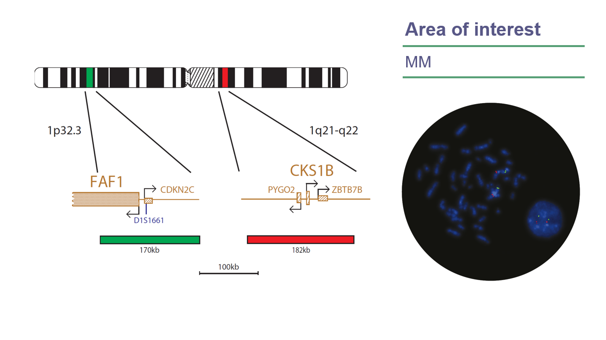 CytoCell CKS1B/CDKN2C Amplification/Deletion FISH Probe | OGT